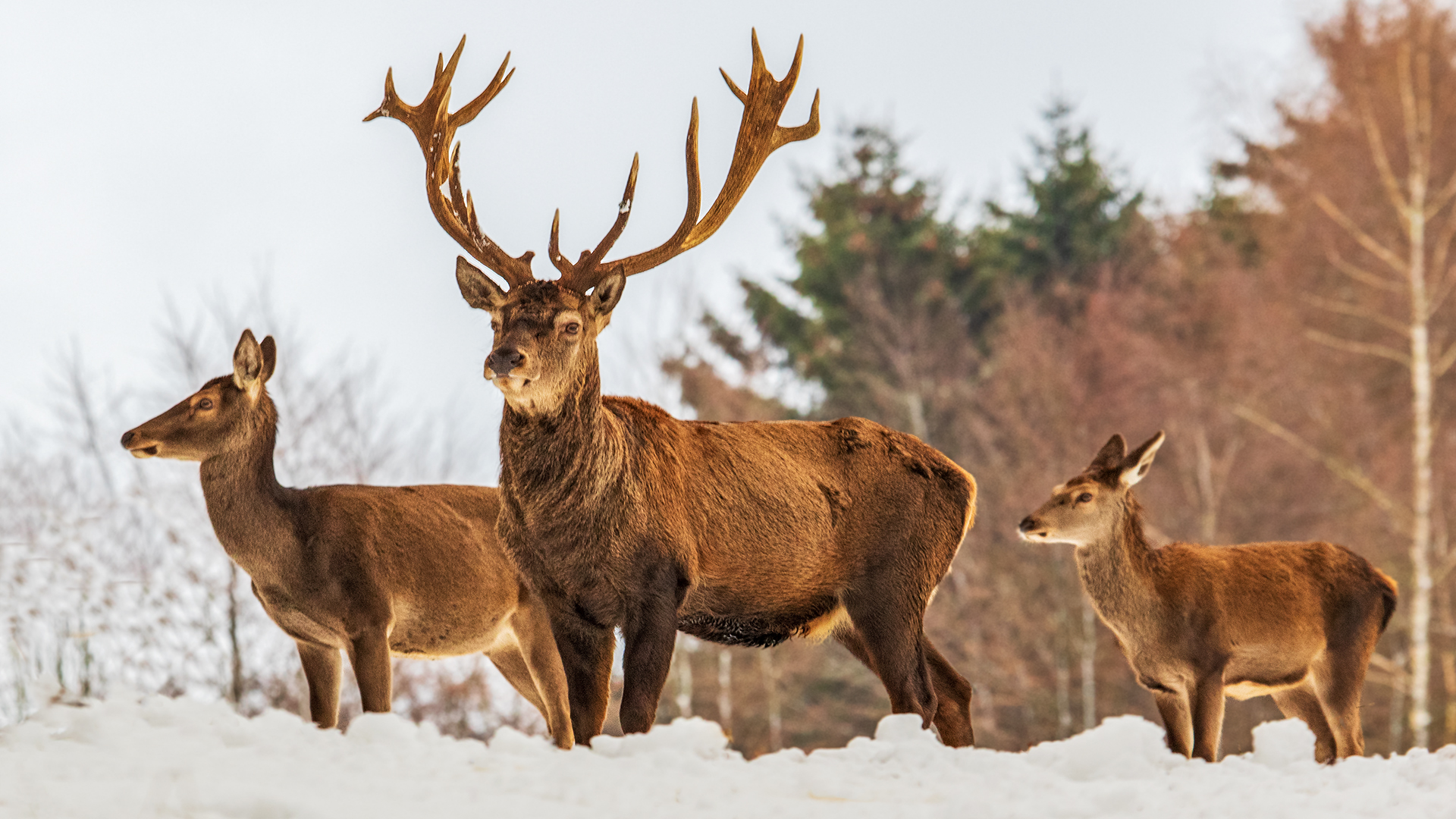 Rotwild 002 Foto & Bild | tiere, zoo, wildpark & falknerei, säugetiere ...