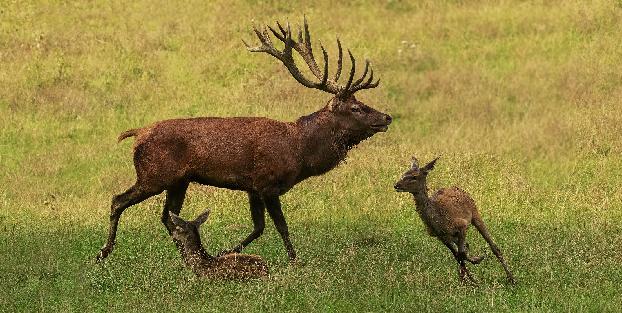 Rotwild 002 Foto & Bild | tiere, zoo, wildpark & falknerei, säugetiere ...