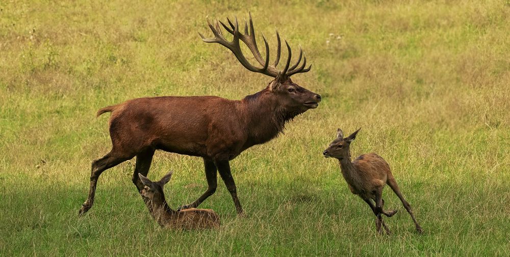 Rotwild 002 Foto & Bild | tiere, zoo, wildpark & falknerei, säugetiere ...