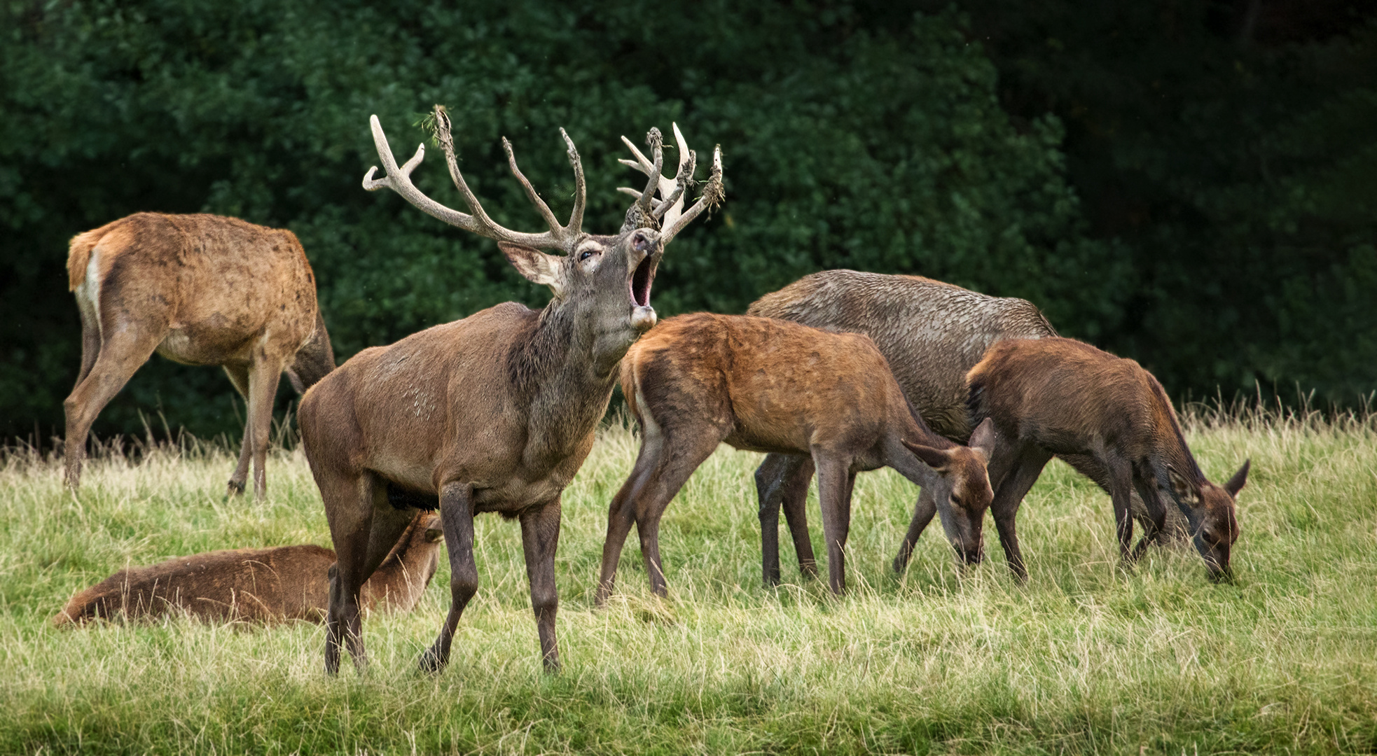 Rotwild 004 Foto & Bild | tiere, zoo, wildpark & falknerei, säugetiere ...