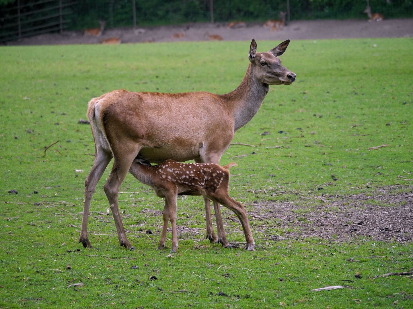 Rotwild Foto & Bild | tiere, zoo, wildpark & falknerei, säugetiere ...