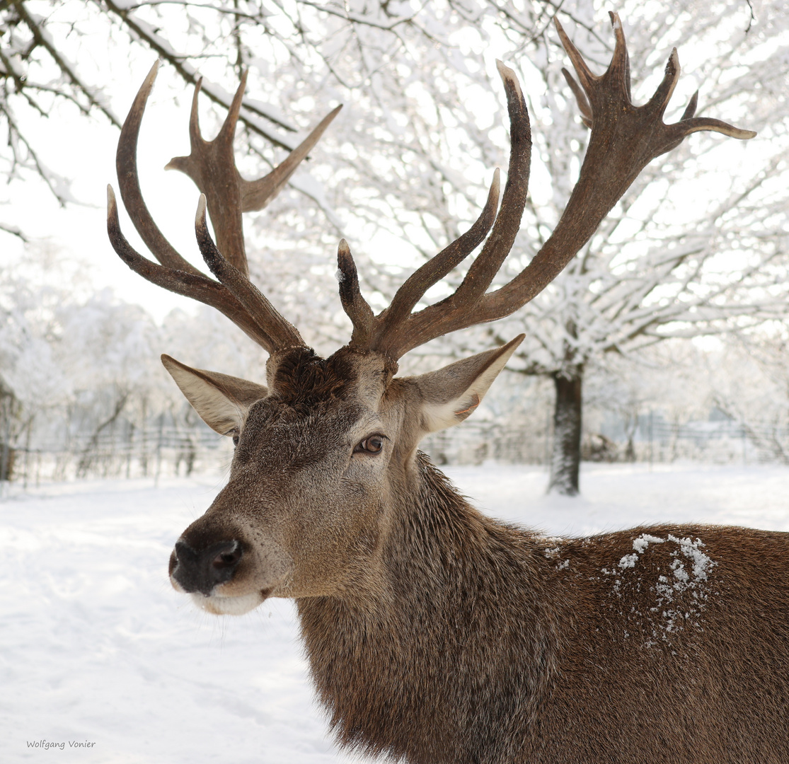Rotwild Foto & Bild | tiere, zoo, wildpark & falknerei, säugetiere ...