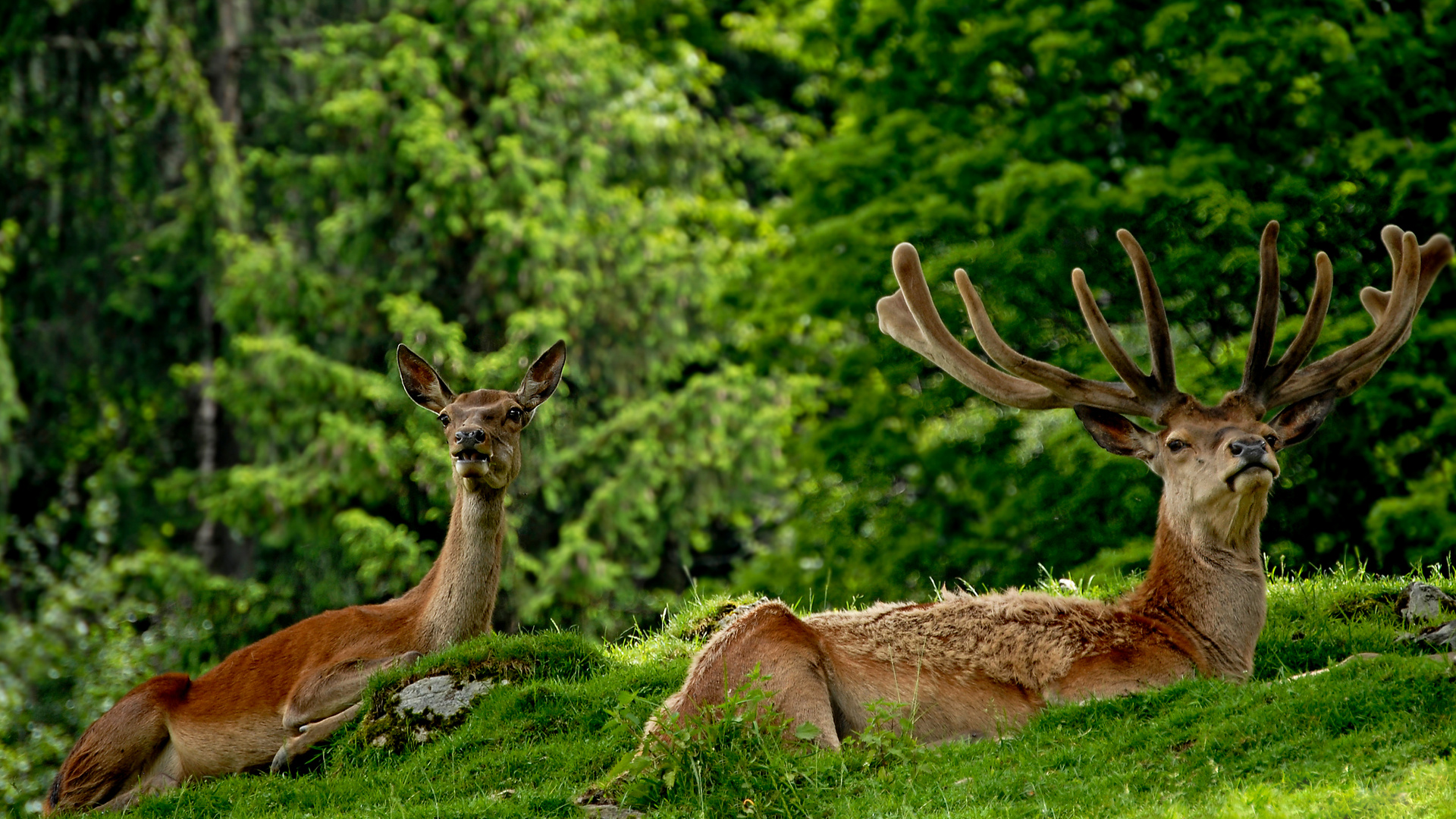 Rotwild Foto & Bild | wald, natur, zoo Bilder auf fotocommunity