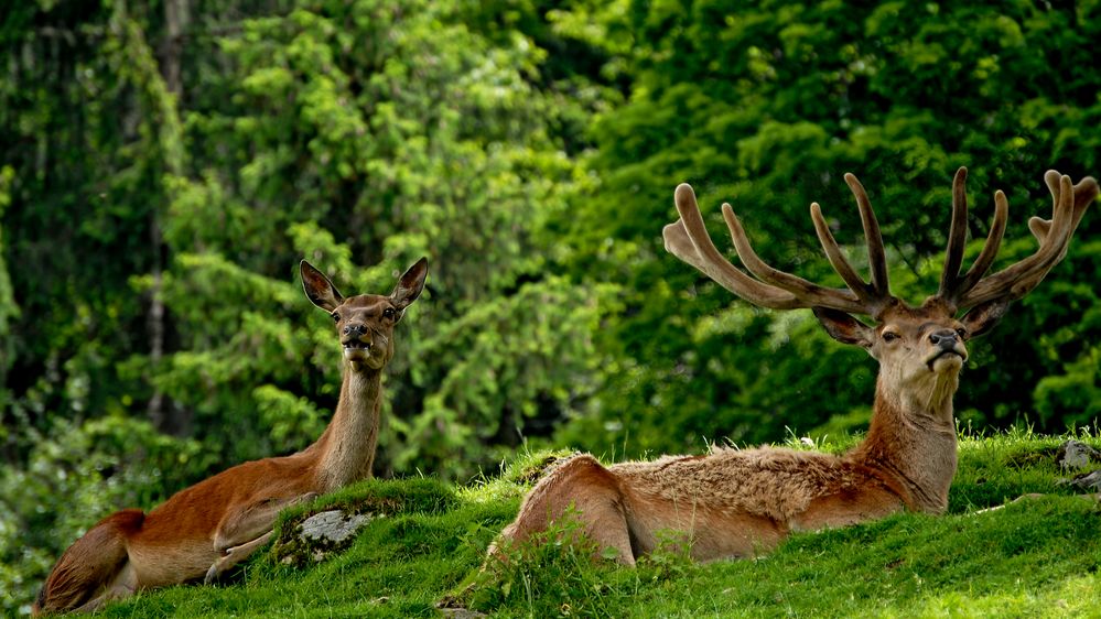 Rotwild Foto & Bild | wald, natur, zoo Bilder auf fotocommunity