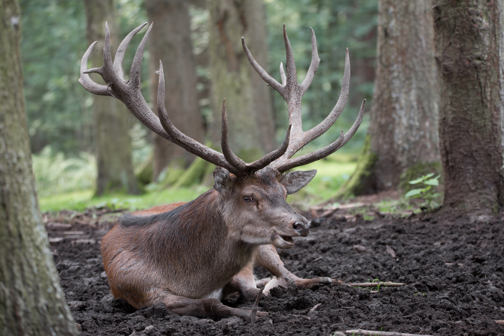 Rotwild Foto & Bild | tiere, zoo, wildpark & falknerei, säugetiere ...