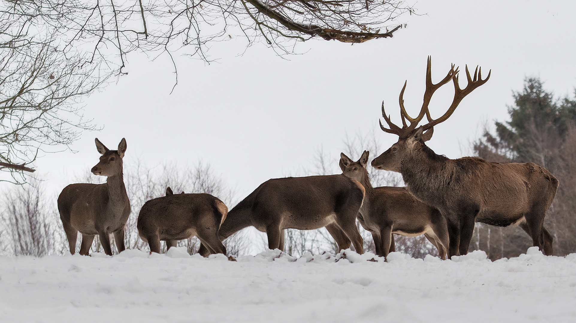 Rotwild Foto & Bild | jahreszeiten, winter, bäume Bilder auf fotocommunity