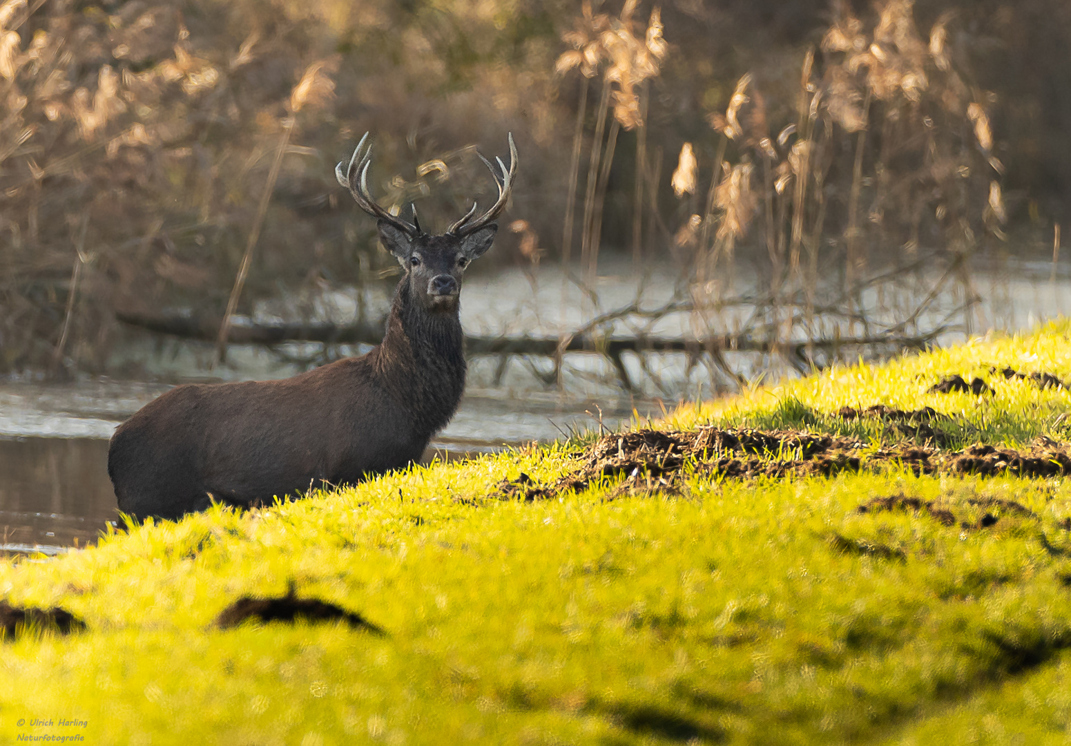 Rotwild-1 Foto & Bild | natur, wildlife Bilder auf fotocommunity