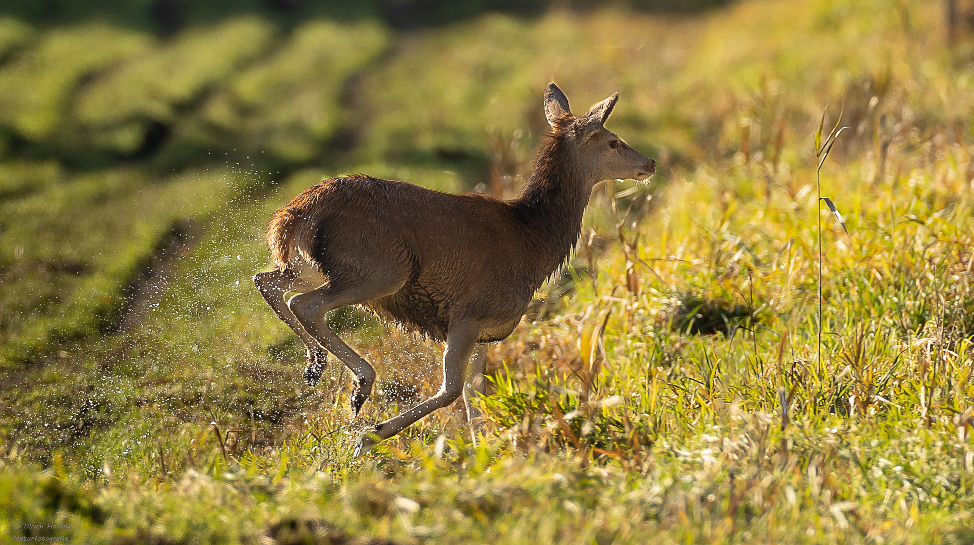 Rotwild 1-1 Foto & Bild | natur, tiere, wildlife Bilder auf fotocommunity