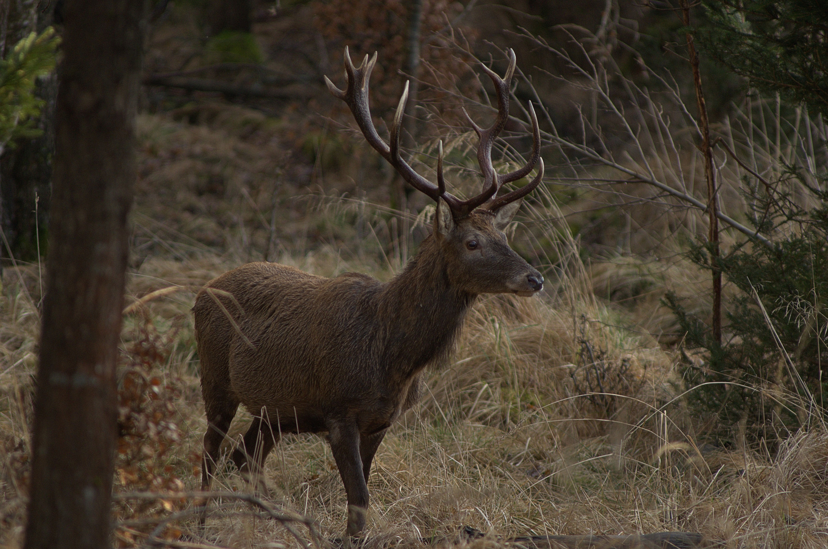 Rotwild 1 Foto & Bild | tiere, wildlife, säugetiere Bilder auf ...