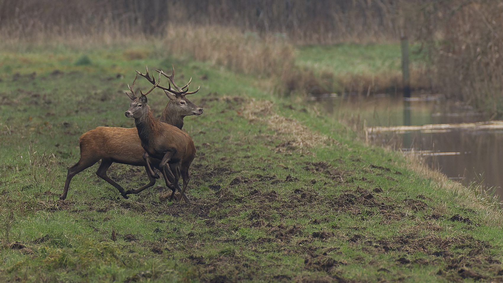 Rotwild 16 (1 von 1) Foto & Bild | tiere, wildlife, natur Bilder auf ...
