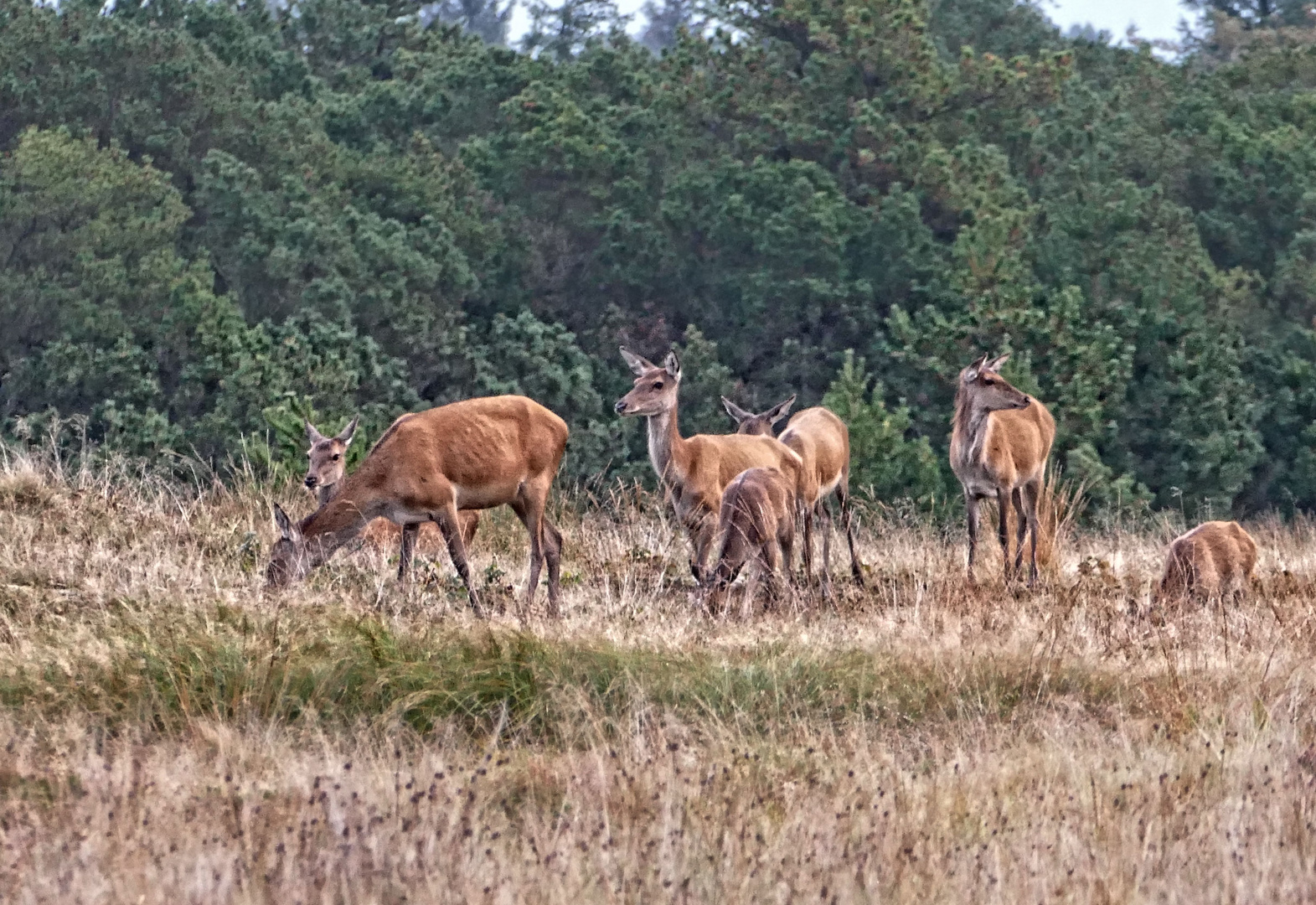 Rotwild Foto & Bild | wald, sommer, tiere Bilder auf fotocommunity