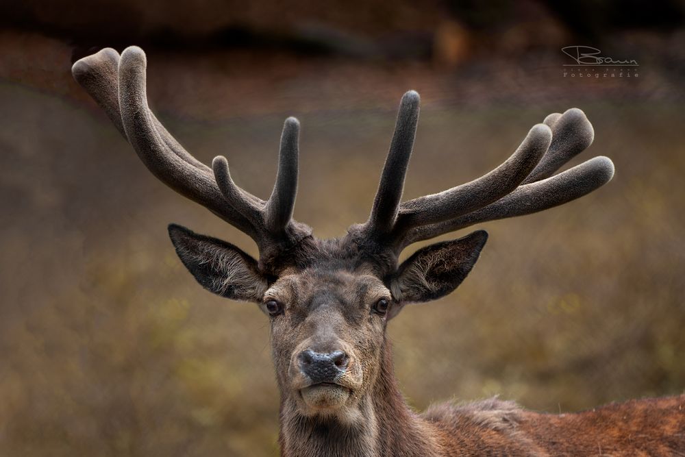 Rotwild Foto & Bild | tiere, wildlife, fotos Bilder auf fotocommunity