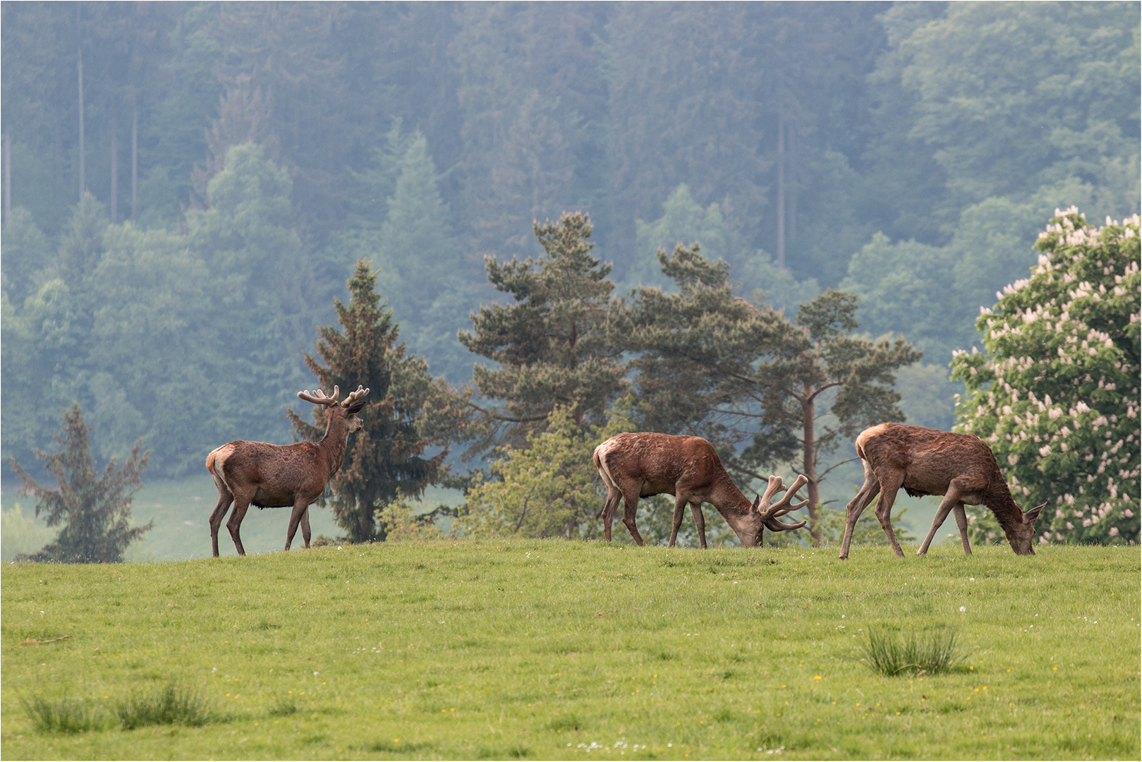 Rotwild Foto & Bild | deutschland, europe, niedersachsen Bilder auf ...