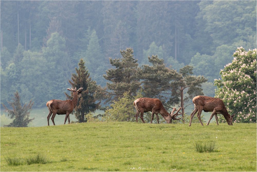 Rotwild Foto & Bild | deutschland, europe, niedersachsen Bilder auf ...