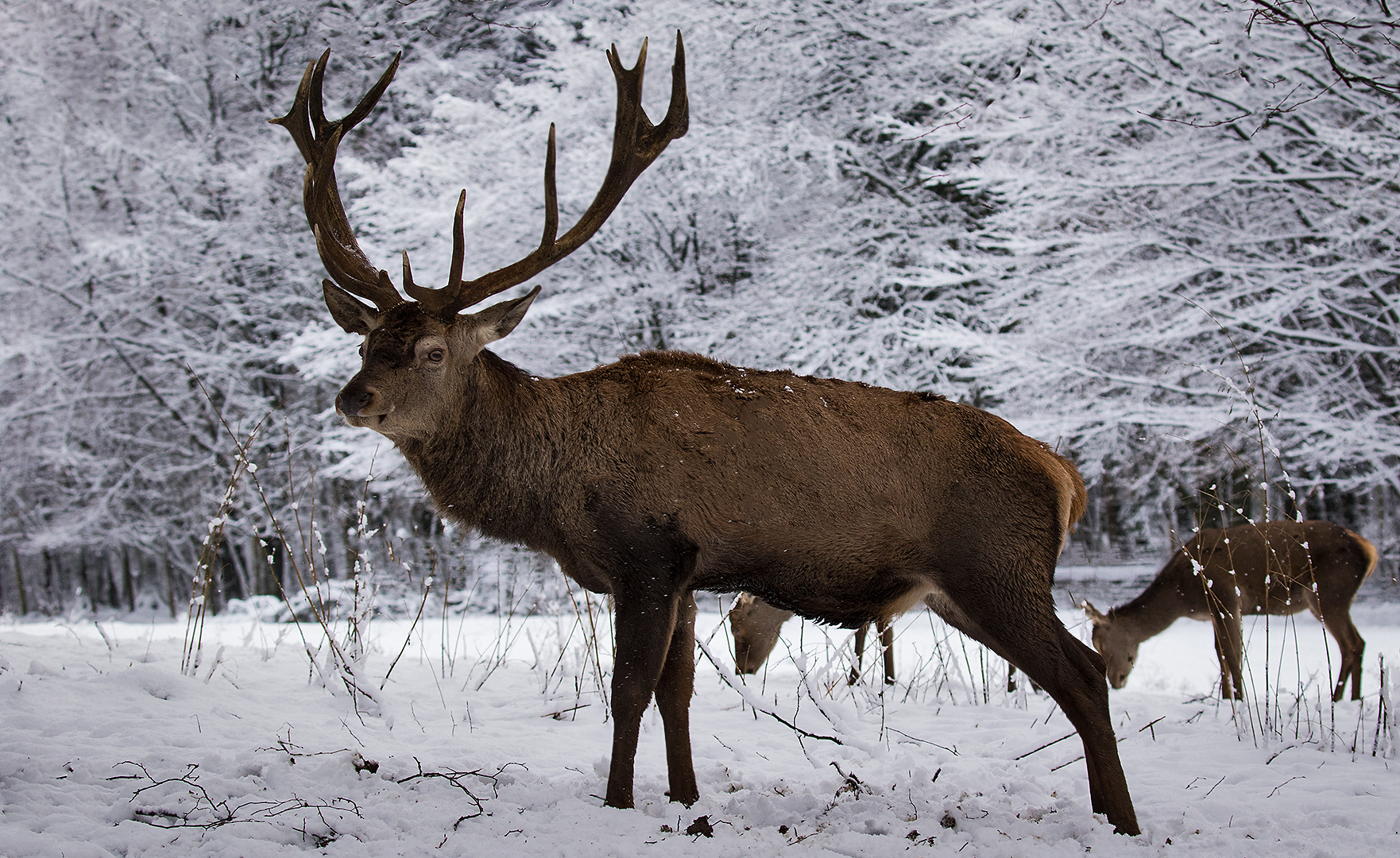 Rotwild Foto & Bild | jahreszeiten, winter, bäume Bilder auf fotocommunity