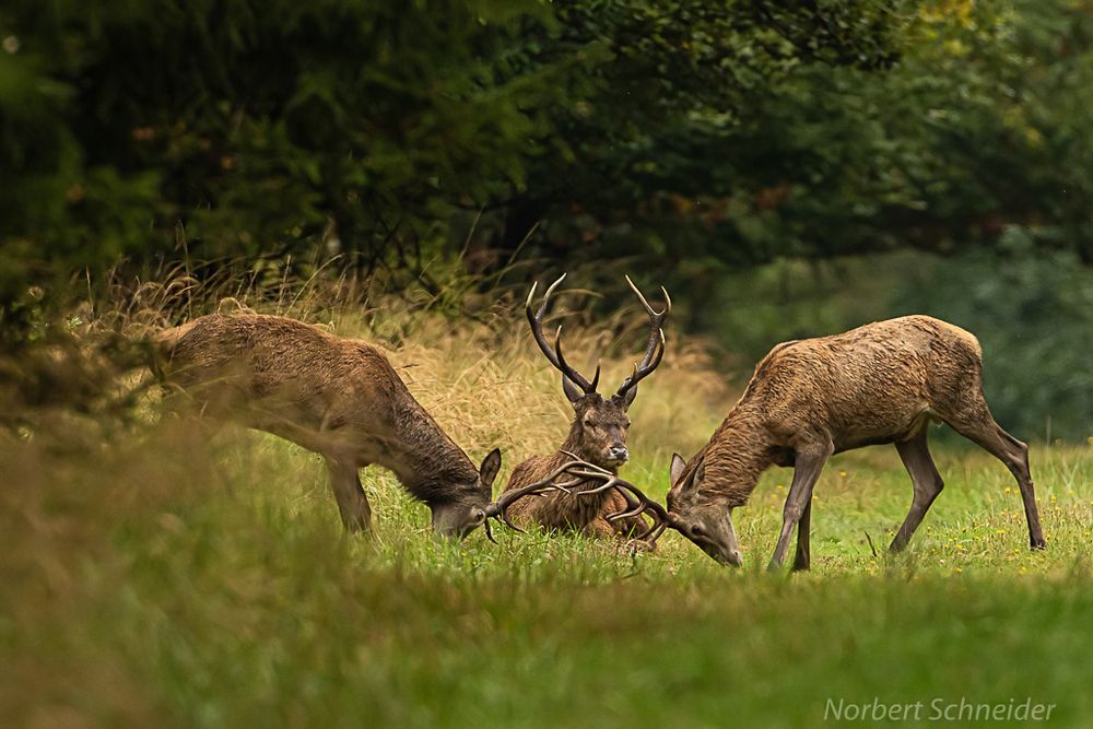 Rotwild Foto & Bild | tiere, wildlife, säugetiere Bilder auf fotocommunity