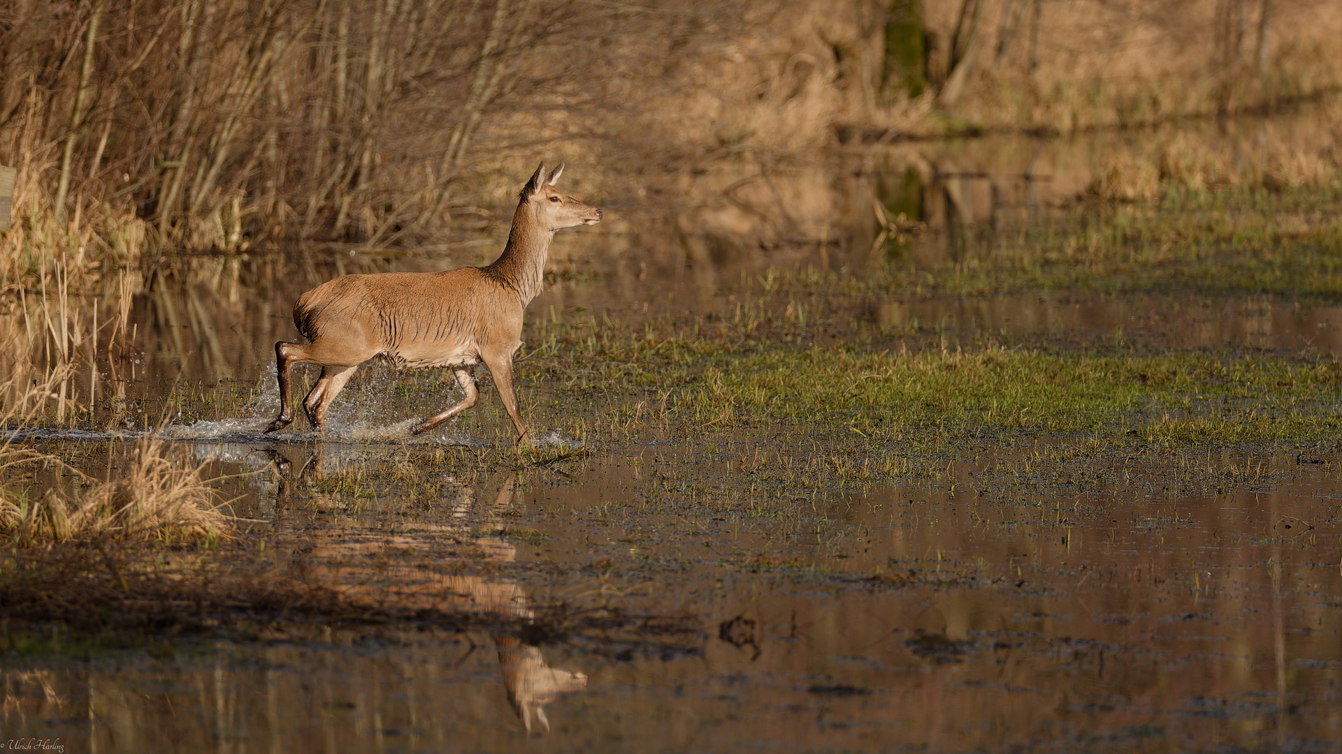 Rotwild Foto & Bild | tiere, wildlife, natur Bilder auf fotocommunity