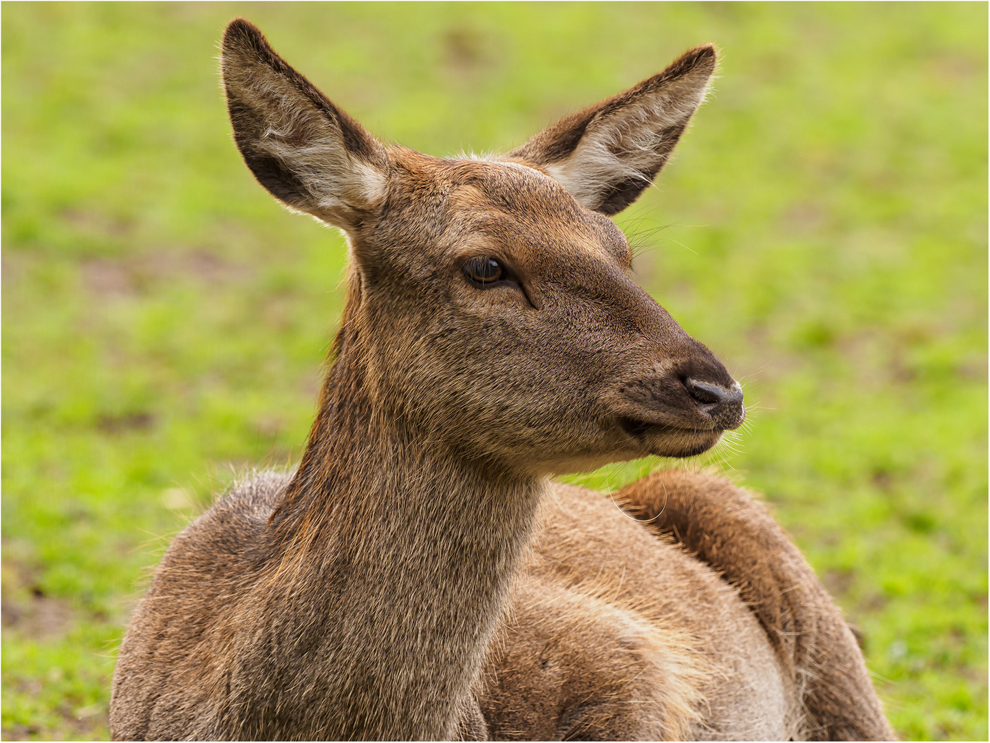 Rotwild Foto & Bild | natur, portrait, porträt Bilder auf fotocommunity