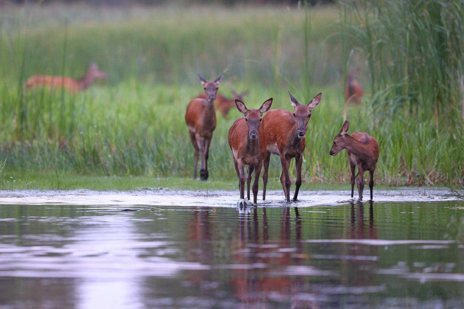 Rotwild Foto & Bild | natur Bilder auf fotocommunity