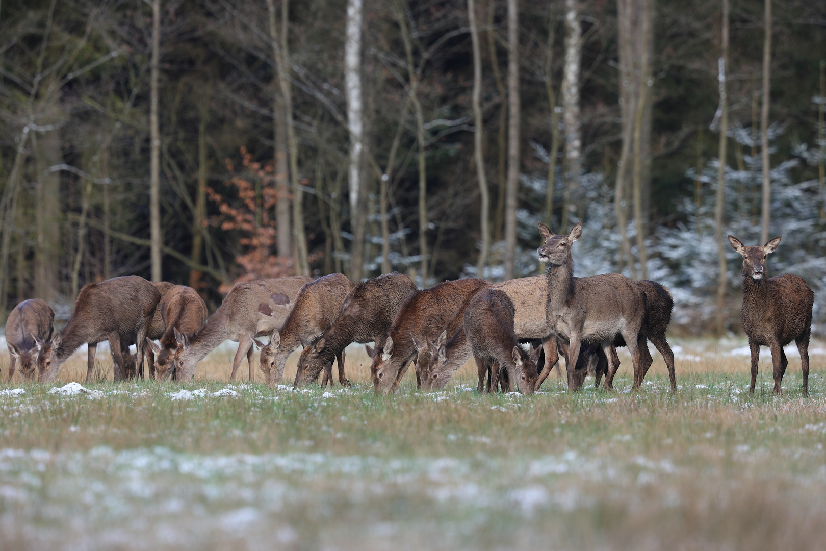Rotwild Foto & Bild | wildlife, natur Bilder auf fotocommunity
