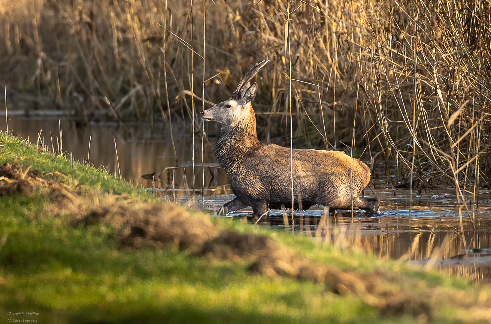 Rotwild 4-1 Foto & Bild | natur, wildlife Bilder auf fotocommunity