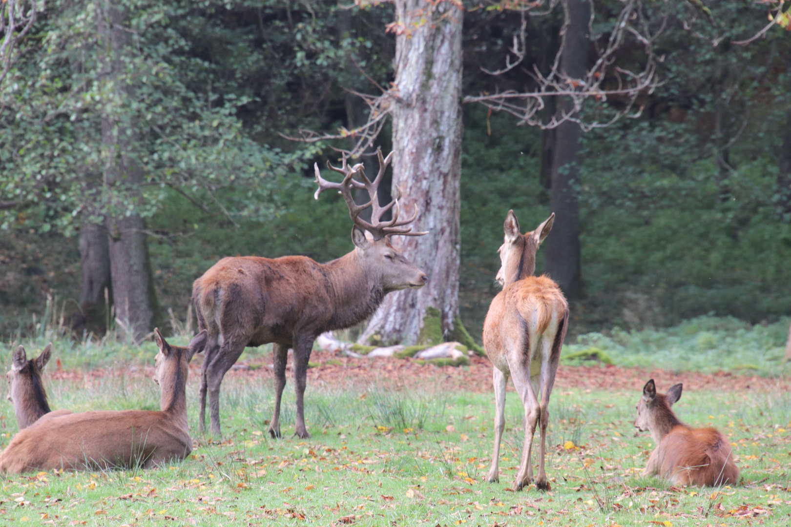 Rotwild Foto & Bild | tiere, natur Bilder auf fotocommunity