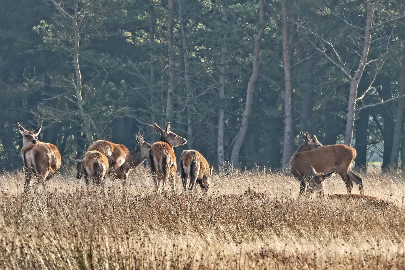 Rotwild Foto & Bild | wald, sommer, tiere Bilder auf fotocommunity