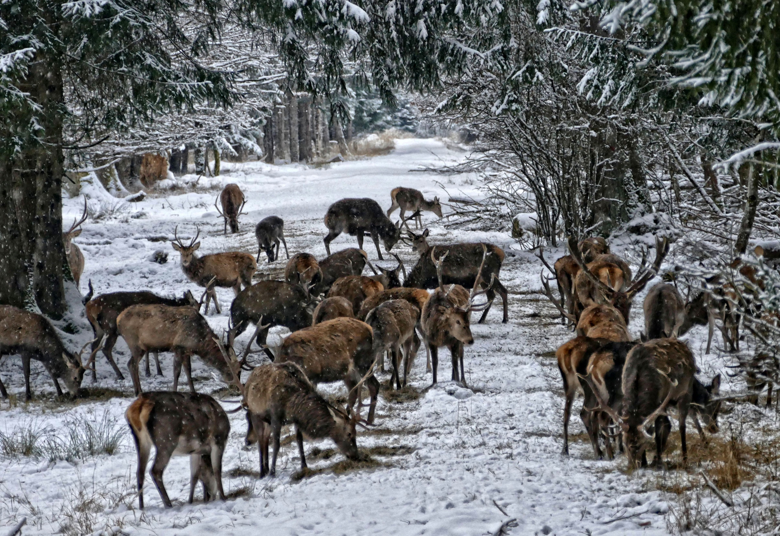 Rotwild Foto & Bild | wald, winter, tiere Bilder auf fotocommunity