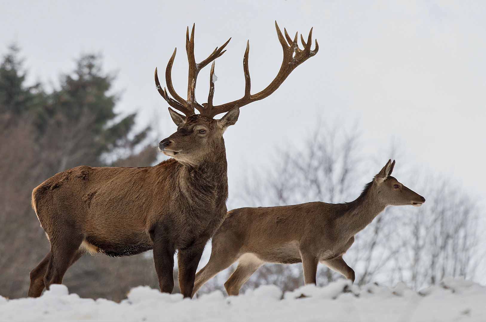 Rotwild Foto & Bild | jahreszeiten, winter, bäume Bilder auf fotocommunity