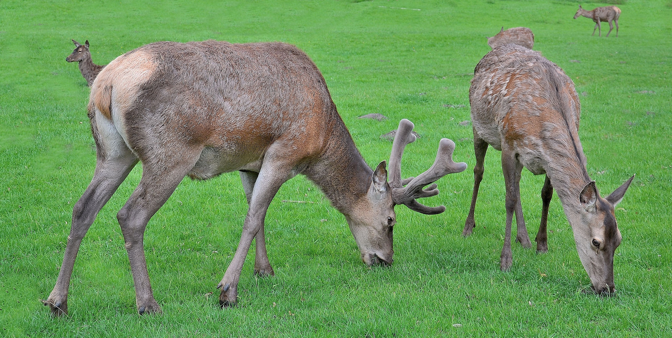 Rotwild Foto & Bild | tiere, zoo, wildpark & falknerei, natur Bilder ...