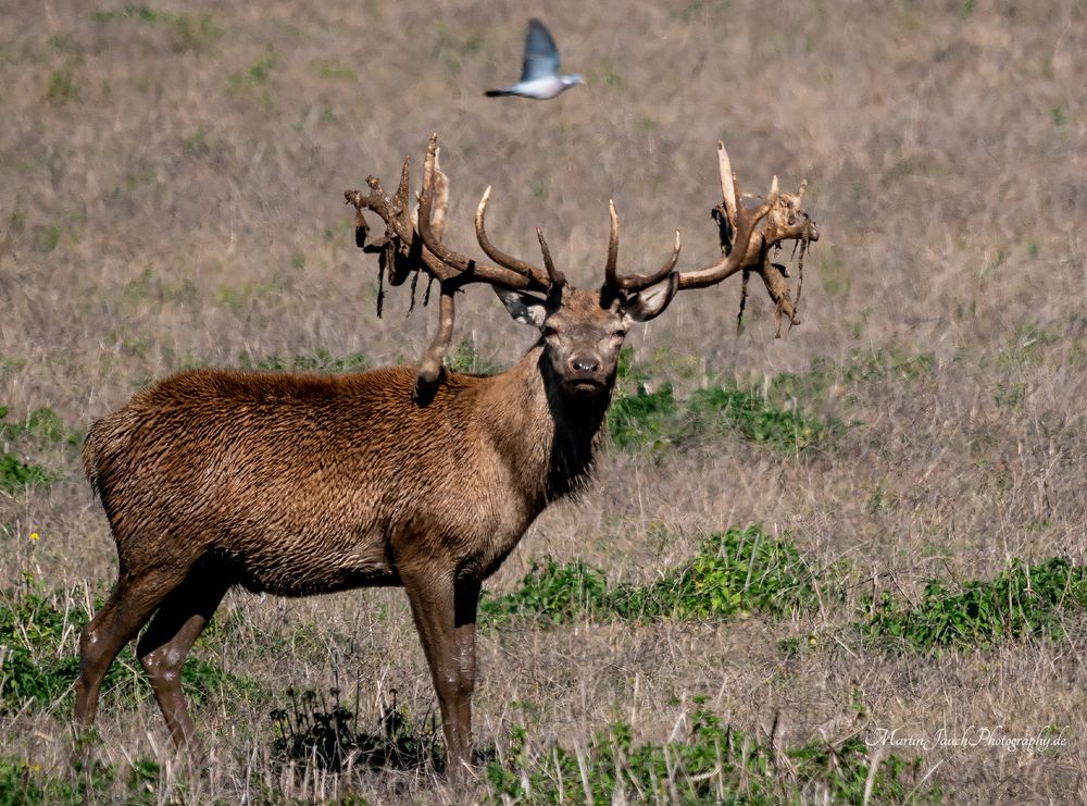 Rotwild Foto & Bild | tiere, wildlife, wildlife: sonstige tiere Bilder ...