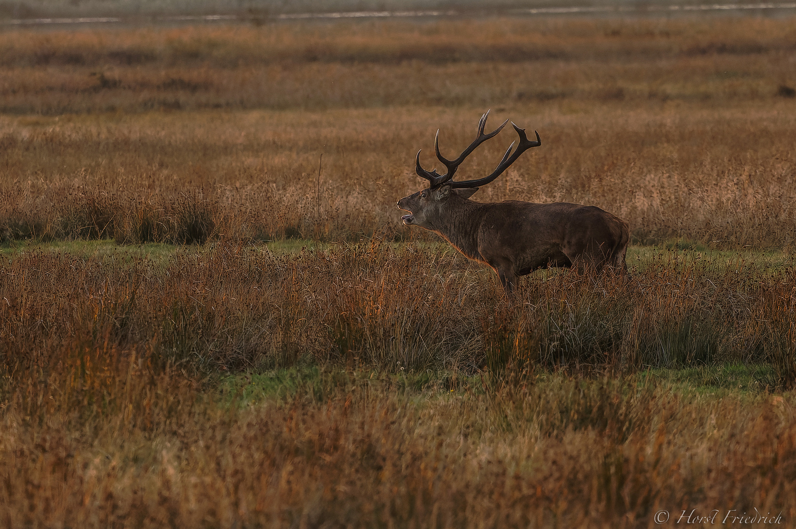Rotwild Foto & Bild | tiere, wildlife, säugetiere Bilder auf fotocommunity