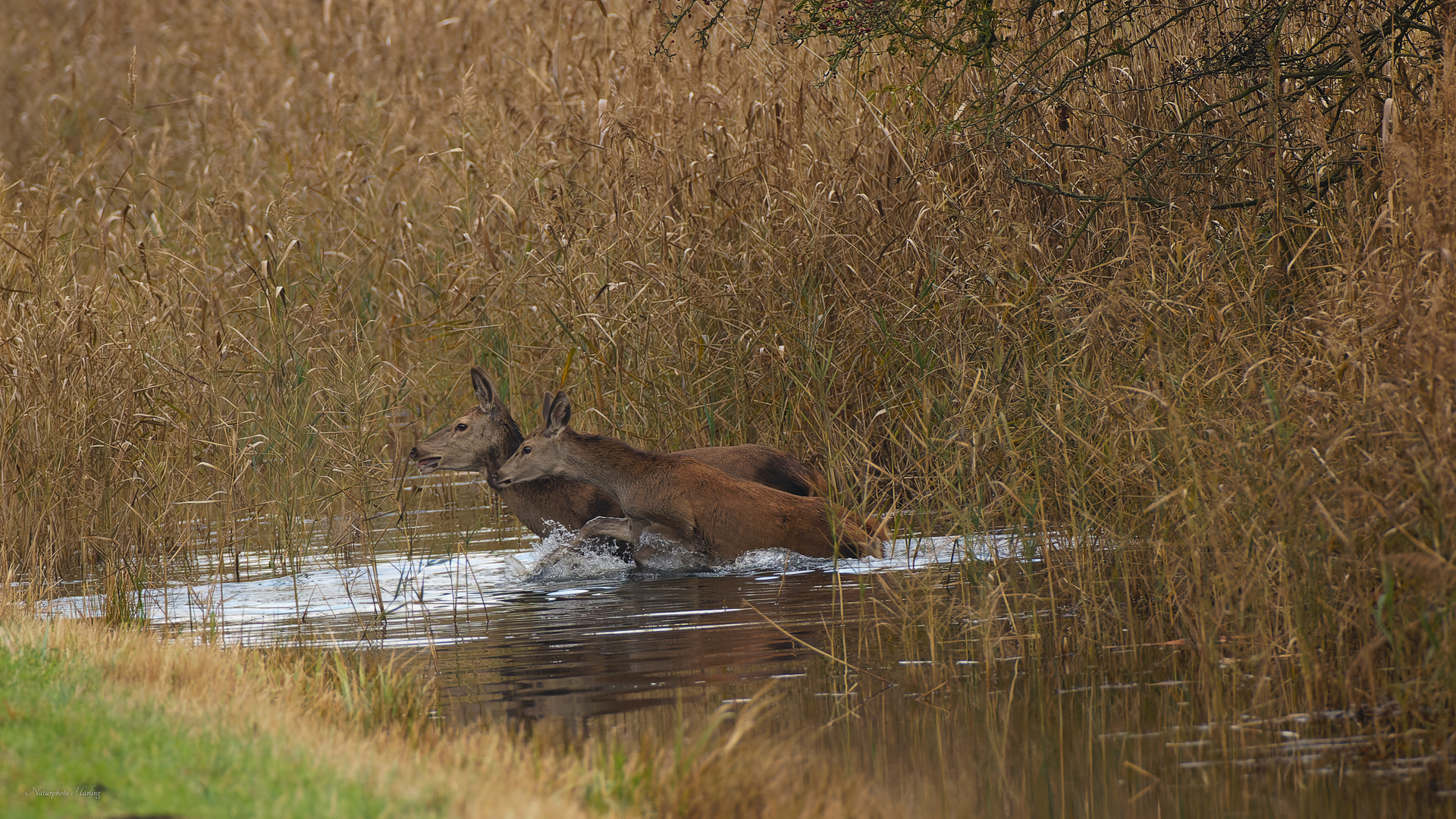 Rotwild 7 (1 von 1) Foto & Bild | tiere, wildlife, natur Bilder auf ...