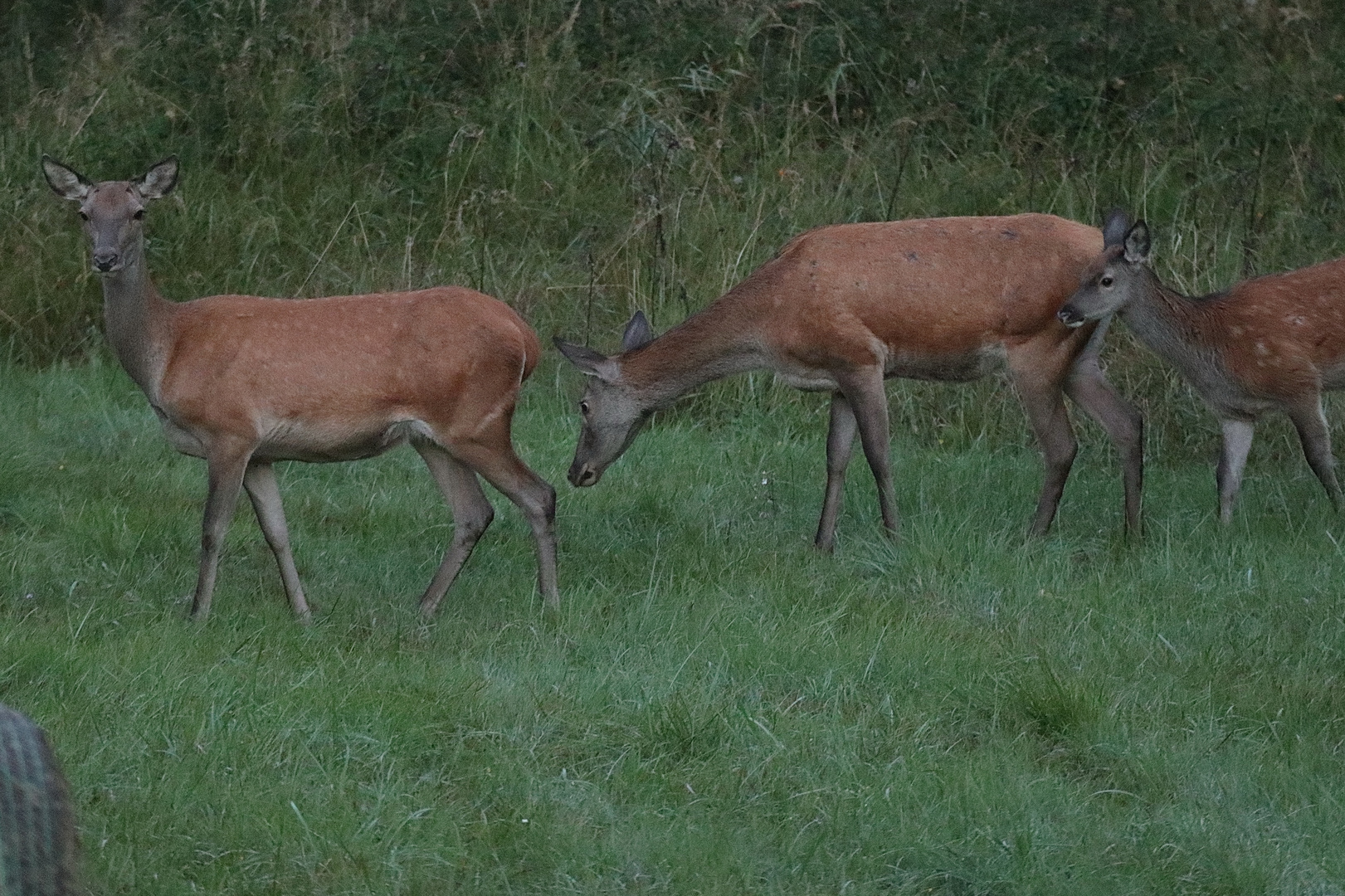 Rotwild Foto & Bild | tiere, wildlife, säugetiere Bilder auf fotocommunity