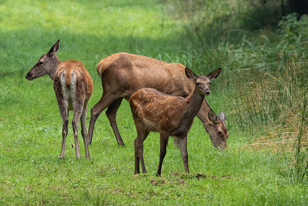 Rotwild Foto & Bild | tiere, wildlife, säugetiere Bilder auf fotocommunity