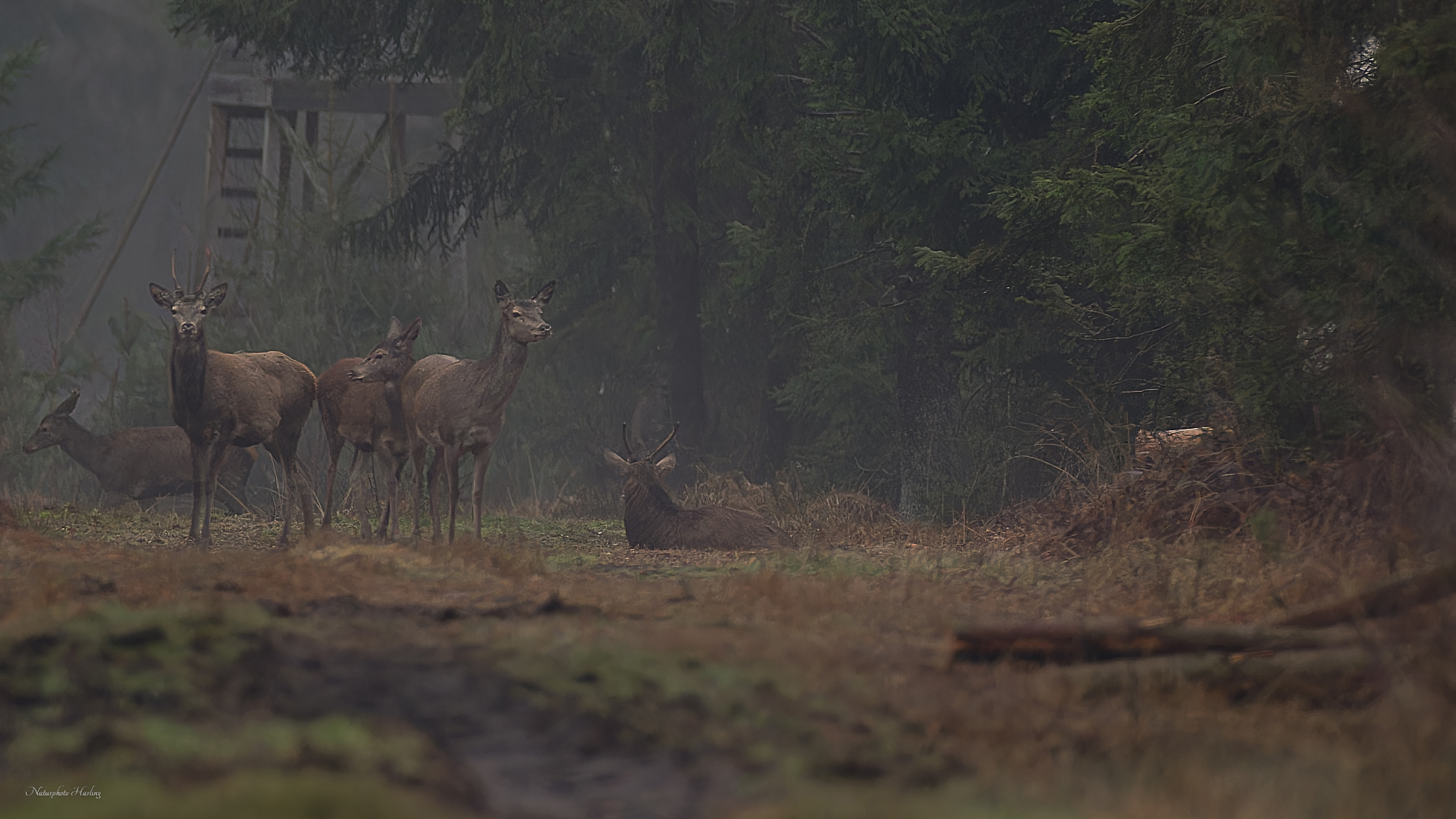 Rotwild a12 (1 von 1) Foto & Bild | tiere, wildlife, landschaft Bilder ...