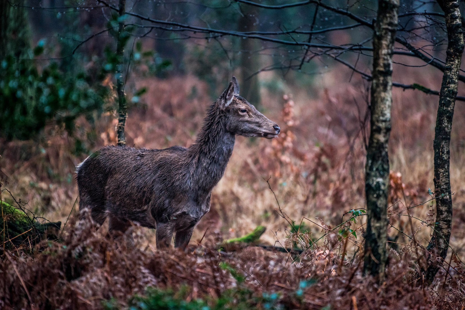 Rotwild Foto & Bild | tiere, wildlife, säugetiere Bilder auf fotocommunity