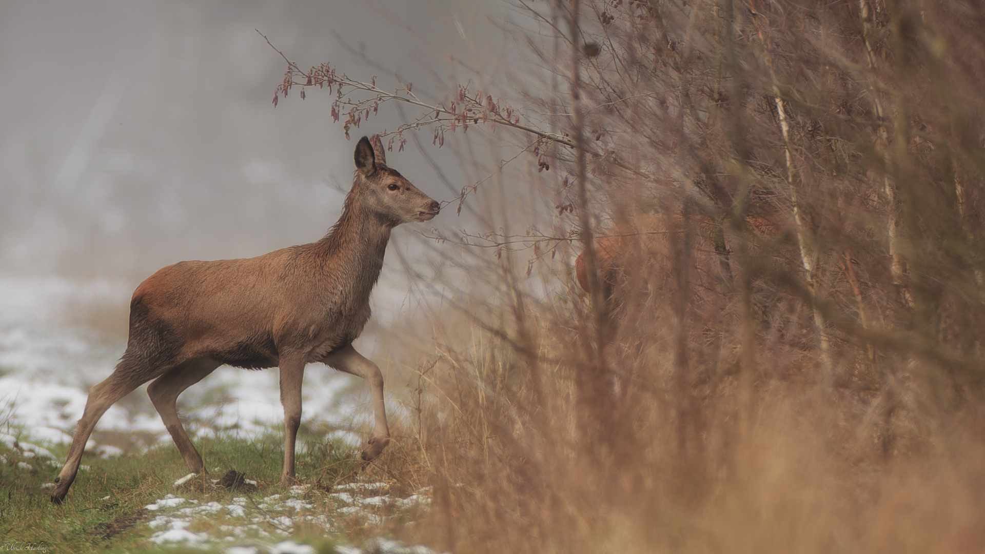 Rotwild Foto & Bild | tiere, wildlife, fotos Bilder auf fotocommunity