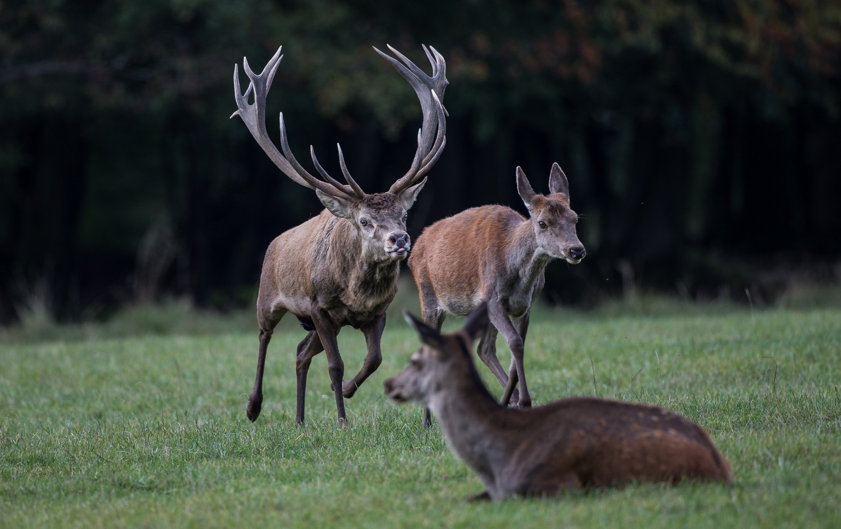 Rotwild - Alles auf die Bäume....- Foto & Bild | tiere, paarhufer ...