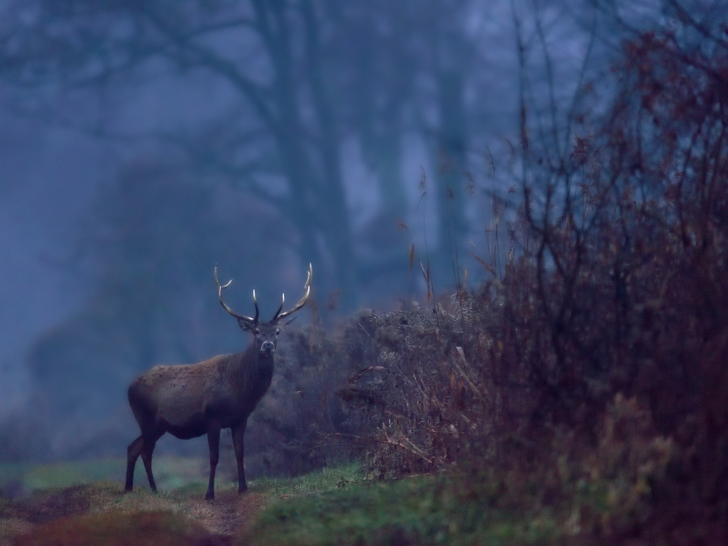 Rotwild am Wechsel Foto & Bild | tiere, wildlife, säugetiere Bilder auf ...