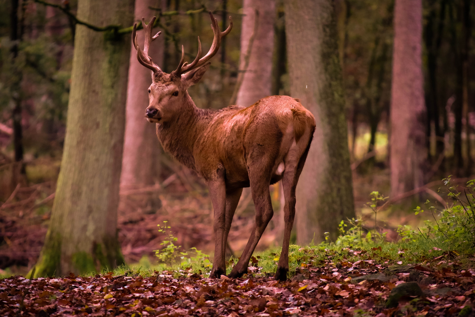 Rotwild Foto & Bild | tiere, wildlife, säugetiere Bilder auf fotocommunity