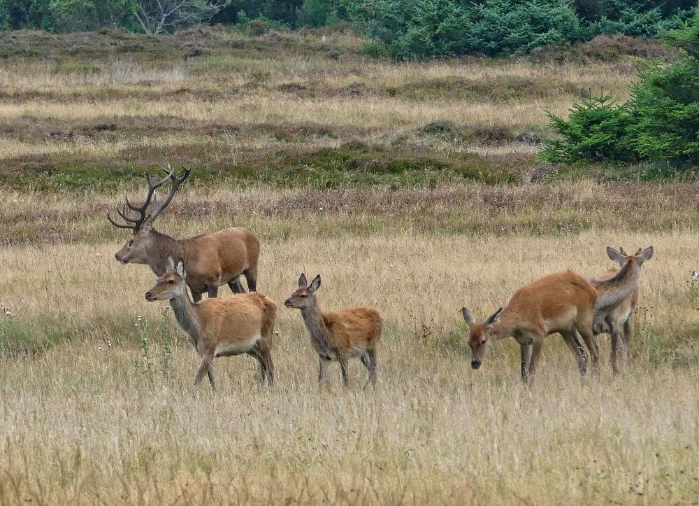 Rotwild Foto & Bild | herbst, heide, tiere Bilder auf fotocommunity