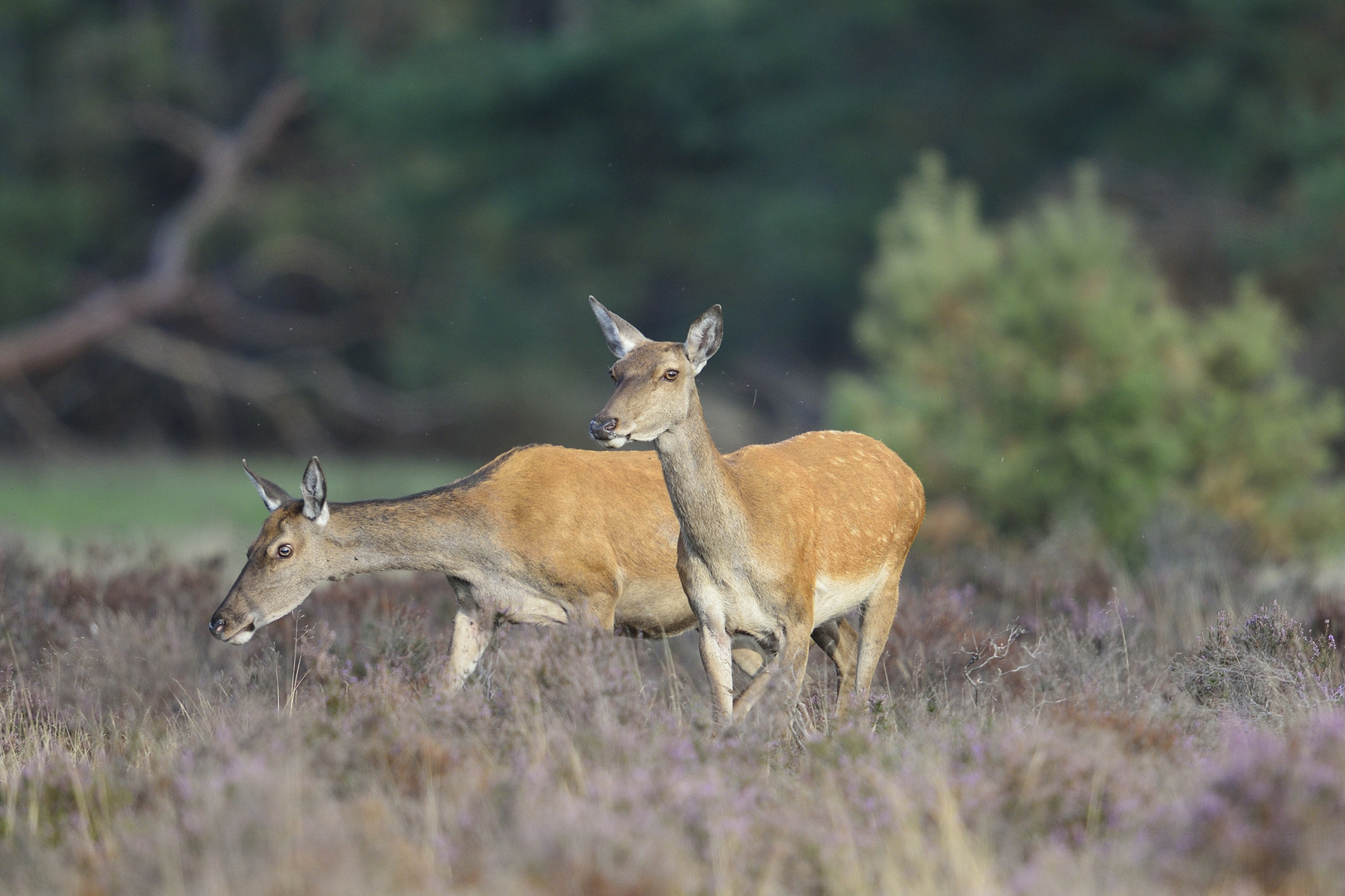Rotwild Foto & Bild | tiere, wildlife, säugetiere Bilder auf fotocommunity