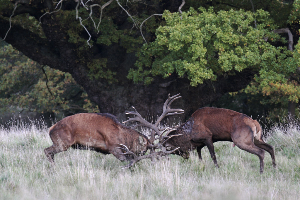 Rotwild Brunft Foto & Bild | tiere, wildlife, säugetiere Bilder auf ...