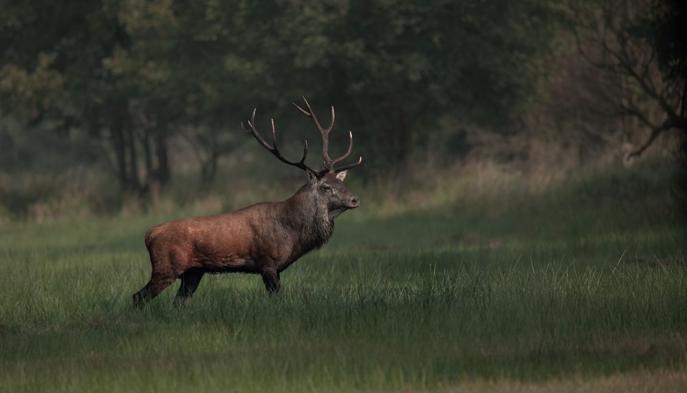 Rotwild Foto & Bild | tiere, wildlife, säugetiere Bilder auf fotocommunity