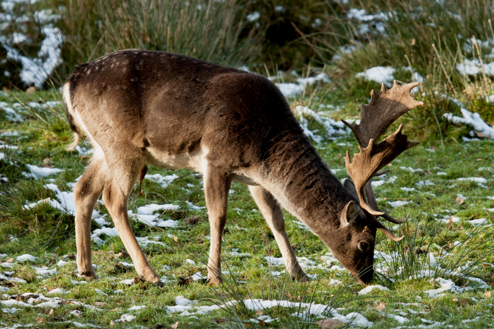 Rotwild ??? Foto & Bild | natur, tiere, rotwild Bilder auf fotocommunity