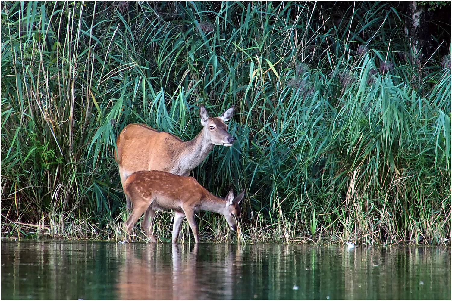 Rotwild (Cervus elaphus) Foto & Bild | tiere, wildlife, säugetiere ...