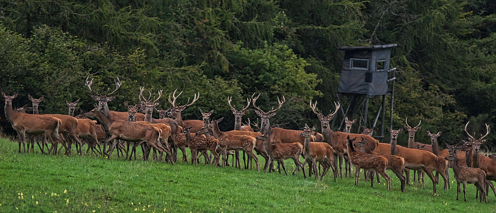 Rotwild .... Foto & Bild | tiere, wildlife, säugetiere Bilder auf ...
