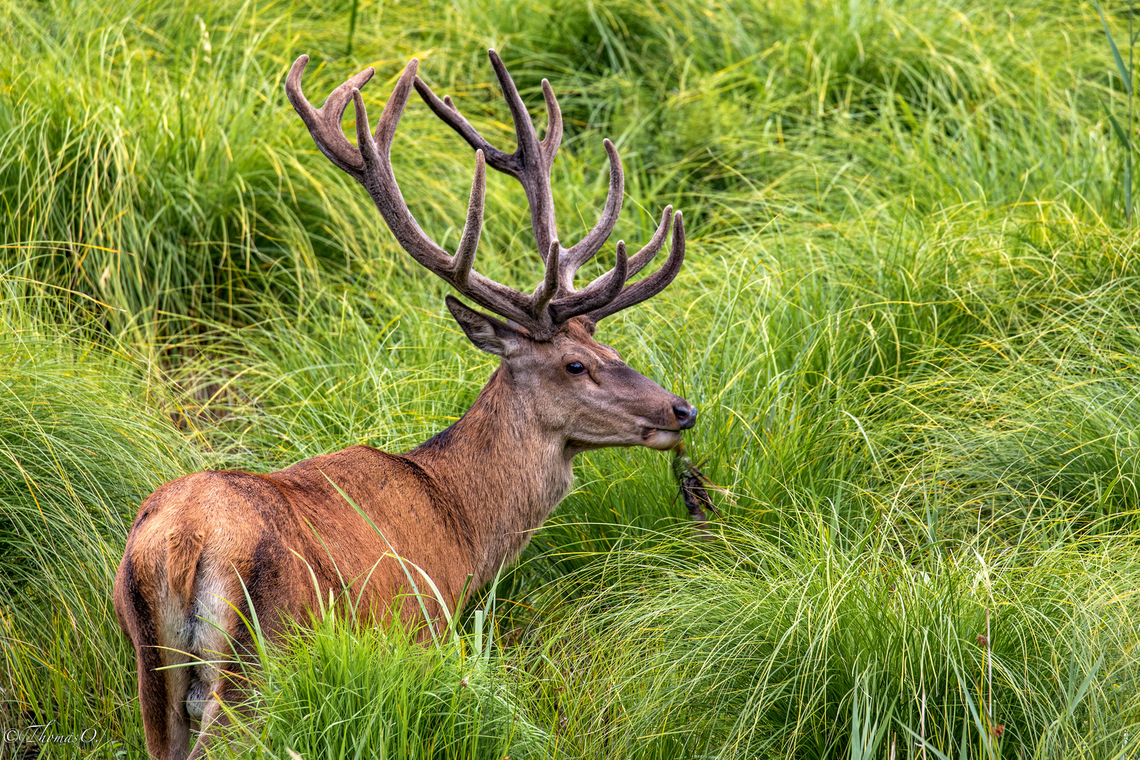 Rotwild Foto & Bild | tiere, zoo, wildpark & falknerei, säugetiere ...