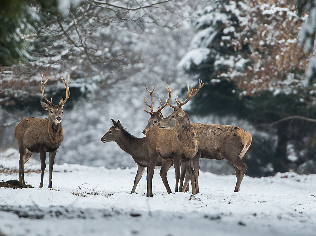 Rotwild Foto & Bild | tiere, wildlife, säugetiere Bilder auf fotocommunity
